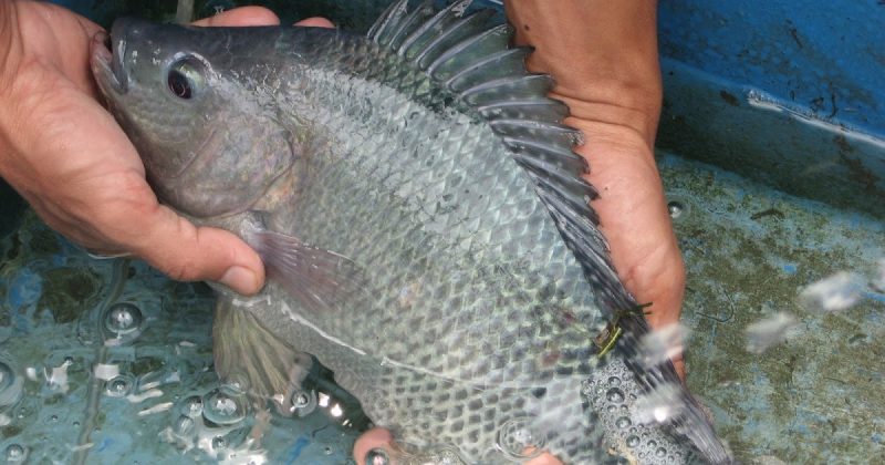 Mengenal Keunggulan Ikan Nila Monoseks Dan Cara Budidayanya Mediatani